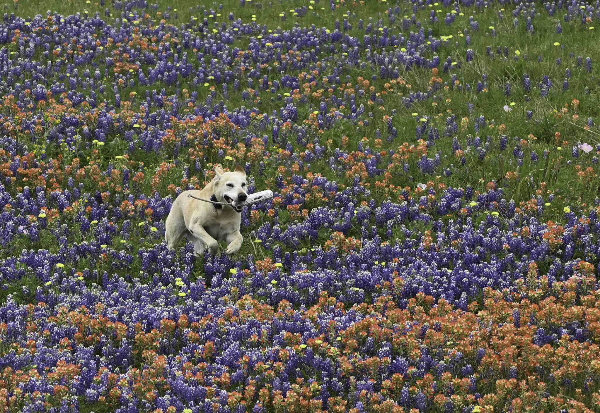 Danny Farmer – From the Nest to the Nationals