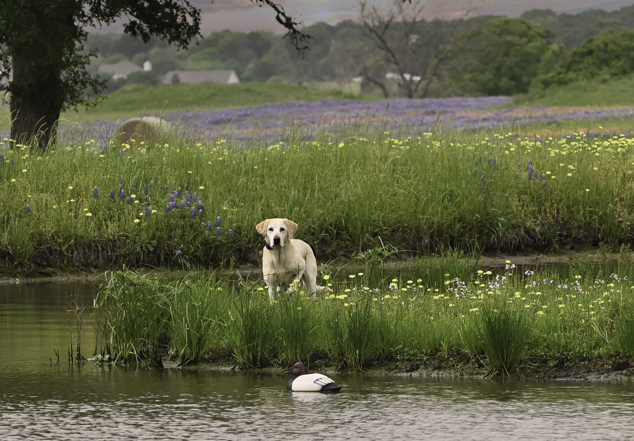 Danny Farmer – From the Nest to the Nationals